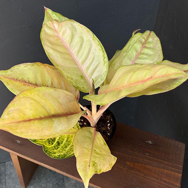 アグラオネマは幸せを招くタイの宝石と呼ばれ、幸福を運んでくれる植物としてアジア各国の家庭で大切に育てれている植物です。耐陰性に優れ、オフィスグリーンやデスクトッププランツとして楽しめます。成長が緩やかなので狭いスペースにもぴったりです。1年...