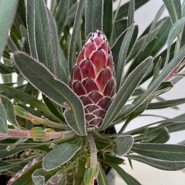 ★花終わりのため特価です★★現品販売★ジュリエットは濃いピンク色の大きな花が美しいです。比較的コンパクトなサイズです。プロテア属はオーストラリアや南アフリカなどに分布する常緑低木です。多数の花が集まって頭状花序をなし、着色した総苞が美しくそ...