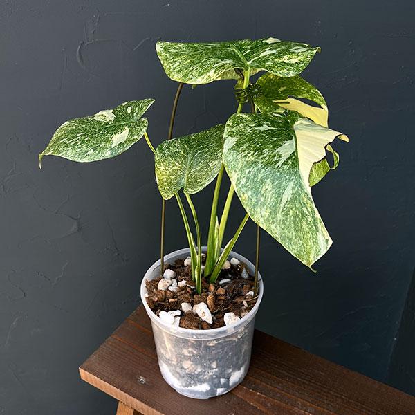 ★現品販売★注目にモンステラレガシーが限定入荷！希少斑入りタイプのモンステラです。モンステラは、ハート型のつやのある濃緑の葉が美しく、丈夫な観葉植物です。半つる性になりますので、ヘゴ柱仕立てにすることもできます。和名はホウライショウです。幼...