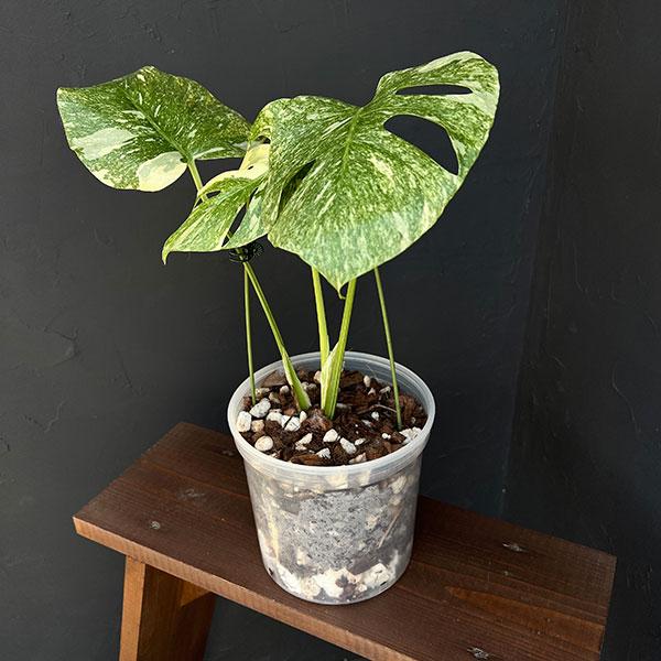 ★現品販売★注目のモンステラレガシーのトップカット株です。モンステラは、ハート型のつやのある濃緑の葉が美しく、丈夫な観葉植物です。半つる性になりますので、ヘゴ柱仕立てにすることもできます。和名はホウライショウです。幼葉には切れ込みがありませ...