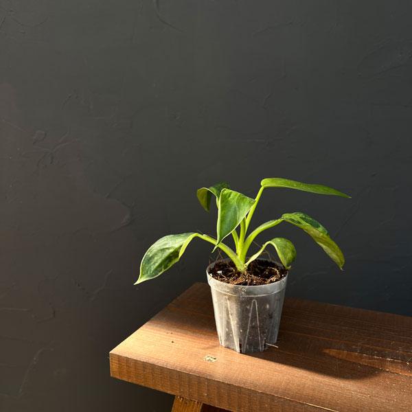 流通量がとても少ない、ジョセボーノの斑入り株です。フィロデンドロンは育てやすいサトイモ科の観葉植物です。※詳しい商品説明は下のほうに記載があります