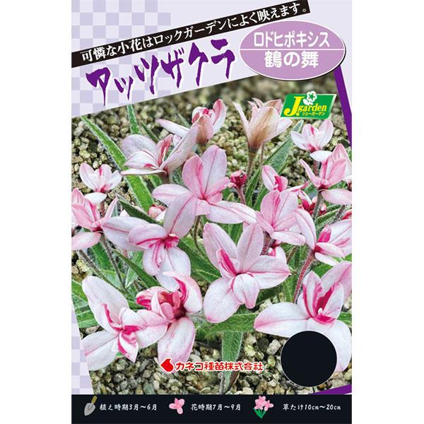 星型の花が次々に咲くアッツ桜。密植するとさらに愛らしさが引き立ちます。鉢植え、庭植え、ロックガーデンなどにも最適な花です。※詳しい商品説明は下のほうに記載があります