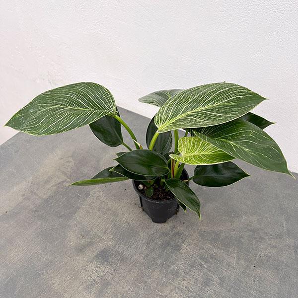 バーキンは新葉に入る斑入りが目を惹く、大変美しい品種です。新葉に美しい線状の斑が入ります。葉が古くなると徐々に緑に変化します。耐陰性があるので、室内の窓からやや離れた場所にも飾ることができます。※詳しい商品説明は下のほうに記載があります