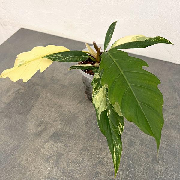 ★現品販売★流通量の少ない希少なフィロデンドロンです。キャラメルマーブルは新芽がキャラメル色になるかわいい品種。ギザギザとした厚い葉も特徴です。次回入荷は未定ですので、この機会をお見逃しなく！※詳しい商品説明は下のほうに記載があります