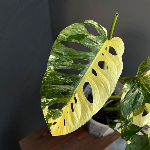 ★現品販売★しっかり斑が入ったマドカズラが入荷しました！ステムもきれいに斑が入り将来性は抜群です！マドカズラ（窓鬘）は名前の通り、葉に窓のような穴があくモンステラの仲間です。葉に穴があくのは、熱帯雨林のスコールにあたって葉が破れないようにす...