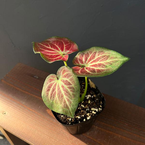 美しい葉色を楽しむ夏の観葉植物、カラジウム。戸外の花壇や寄せ植えのフォーカルポイントに、また室内で観葉植物として、マルチに利用できます。生育旺盛で、耐病性も回廊された品種。切り葉でフラワーアレンジメントも楽しめます。美しい色や模様の品種ばか...