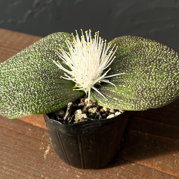 マッソニアは南アフリカ原産の球根植物で、秋に複雑な色合いがきれいな肉厚の葉を2枚出し、冬にその真ん中から白いブラシのような花を咲かせます。花は開花し始めてから2〜3週間楽しめます。1つの球根から2枚しか葉を出しません。寒さに比較的強く、冬は...