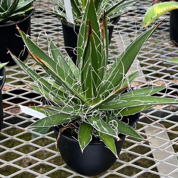 細く長い葉を放射状に伸び、そこにフィラメントと呼ばれる白い糸状のものを展開させる人気のアガベです。葉は緑で硬質、非常に鋭く尖っています。アガペ属の殆どは生涯に一度だけ花を咲かせその後に生涯を終えますが、開花までに子株を付けるので株分けで代替...