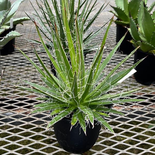 長谷川園芸 細く長い葉を放射状に伸び、そこにフィラメントと呼ばれる白い糸状のものを展開させる人気のアガベです。メキシコ・チワワ地方原産の多年草です。葉は緑で硬質、非常に鋭く尖っています。アガペ属の殆どは生涯に一度だけ花を咲かせその後に生涯を...