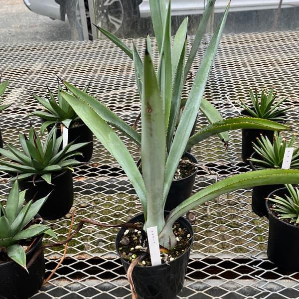 テキーラナ 長谷川園芸 ★葉に傷みがあるため特価です★アガベ・テキラーナ（テキーラナ）は、テキーラの原料として使われる、メキシコのハリスコ州のアガベの一種です。青緑〜銀緑色の細長いな葉を広げ、ロゼット状に育つ成長の早い品種です。植物の中心部...