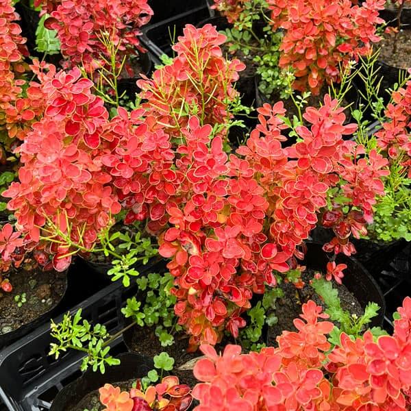 ★入荷から日数が経ったためセール価格となりました。商品の状態は画像と異なる場合があります。★メギは洋風の植栽とともに、人気上昇中の落葉潅木です。とげがありますが、花、葉ともに美しく、紅葉、果実と見ごたえたっぷりです。強健で、生垣にもよく使わ...