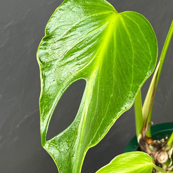 ★現品販売★とても人気がある、成長すると葉が細く、切れ込みの深いバールマルクスフレームです。登らせて育てると葉が大きくなりやすいです。モンステラ丈夫な観葉植物です。半つる性になり、幼葉には切れ込みがありませんが成長すると葉に羽状の切れ込みが...