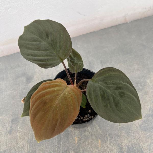 ホマロメナブラックベルベットはその名の通り、ベルベットの葉が特徴的なサトイモ科の植物です。生育期には空中湿度を高めることで成長を促します。※詳しい商品説明は下のほうに記載があります