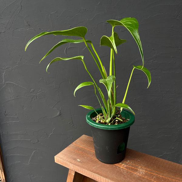 ★現品販売★とても人気がある、成長すると葉が細く、切れ込みの深いバールマルクスフレームです。登らせて育てると葉が大きくなりやすいです。モンステラ丈夫な観葉植物です。半つる性になり、幼葉には切れ込みがありませんが成長すると葉に羽状の切れ込みが...