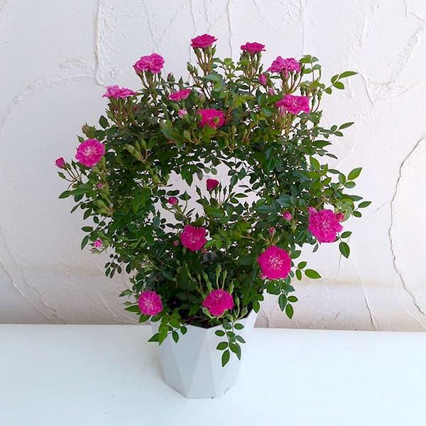 ★花終わりのため特価です。ギフトにはご利用いただけません★★入荷から日数が経ったためセール価格となりました。商品の状態は画像と異なる場合があります。★愛らしいミニバラのリング仕立てです。人気のミニバラ・須磨。房咲き性でたくさんの花をつけ、耐...