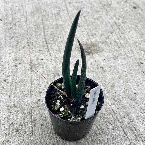 アロエ・スザンナエは、マダガスカル原産の非常に珍しいアロエの一種です。成長は極めてゆっくりで成長します。成熟するまで十数年かかることもあるので、じっくり育ててください。※詳しい商品説明は下のほうに記載があります