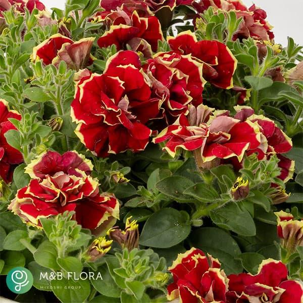 ★入荷から日数が経ったためセール価格となりました。商品の状態は画像と異なる場合があります。★日本生まれの八重咲きペチュニア「花衣」シリーズ。茜染は鮮やかな茜色（暗く深みのある赤）の花弁が重なり合い、花弁の縁に入る黄色の覆輪が色鮮やかに咲き乱...