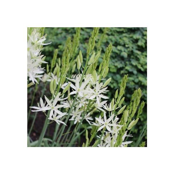 カマシアは北アメリカ原産の球根植物。日本ではオオヒナユリとも呼ばれています。春になると花茎を長く立ち上げ、星型の花を多数咲かせます。1本の花茎に30〜50程度の花をつけ、下から順に咲き進みます。極端な排水不良のところ以外なら、用土も選ばず、...