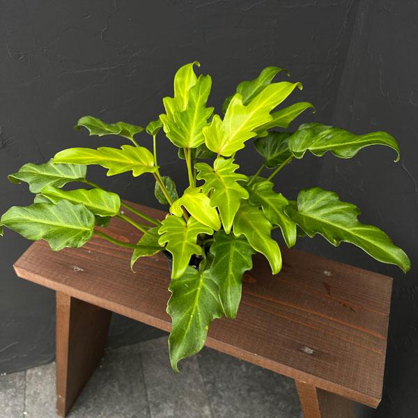 ライムカラーが爽やかななフィロデンドロン　ゴールデンザナドゥーです。パンドラは南アメリカ原産のつる性多年草で、フィロデンドロンの仲間です。薄暗い林の中に自生します。気根を持つ茎をのばしてつやのある葉を茂らせます。南国の雰囲気満点。非常に日陰...