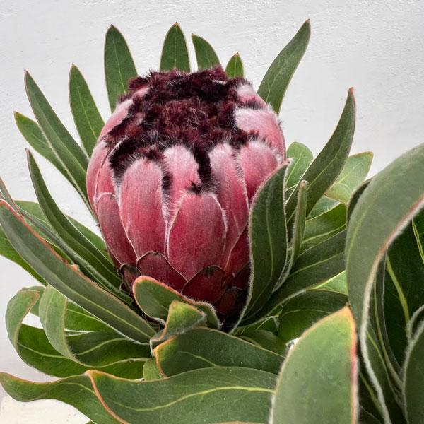 オーストラリスルビーは濃ピンク色の花が美しい、流通量の少ない新品種です。先端が赤黒いふわふわの毛に覆われた苞葉や、細めの葉と相まって高貴な雰囲気です。プロテア属はオーストラリアや南アフリカなどに分布する常緑低木です。多数の花が集まって頭状花...