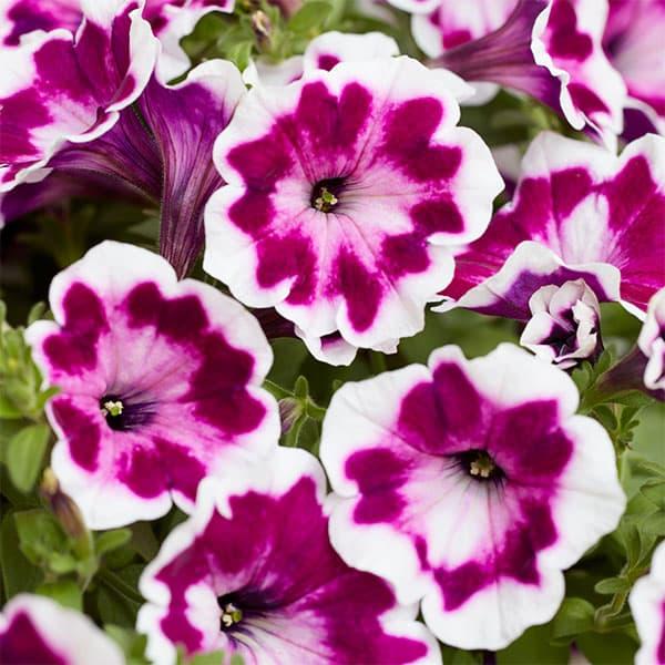 カダンブランド ★入荷から日数が経ったためセール価格となりました。商品の状態は画像と異なる場合があります。★ファンハウスシリーズは、絶妙なヴィンテージカラーのペチュニアです。大人カラーのペチュニアで庭やベランダをシックで個性的に飾ることがで...