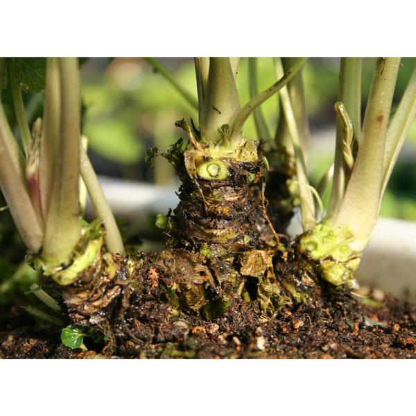 通常のワサビは畑に植えても根が太りません。ところがこの六方沢ワサビは畑でも沢ワサビのように根を太く育てられるようになった画期的な品種です。通常、ワサビは自分が出す辛さの成分であるアリルイソチオシアエートがワサビ自身の成長も邪魔してしまい、野...