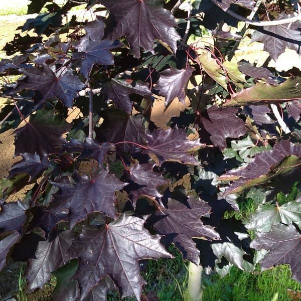 ★入荷から日数が経ったためセール価格となりました。商品の状態は画像と異なる場合があります。★おしゃれな西洋カエデです。和風・洋風どちらにも合い、花壇の花とも相性ピッタリな庭園樹です。葉は直径約10cmと大きく拳状に5裂します。新芽は明るい赤...