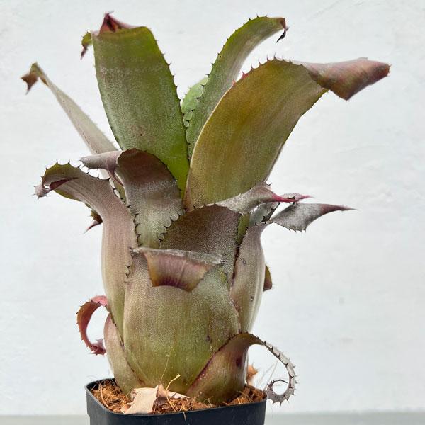 ★現品販売★ホヘンレゲリアはホヘンベルギアのネオレゲリアの属間交配種。アイスティーはシックなブロンズの葉が美しいタンクブロメリアです。まさに紅茶のような色合いで、日光に当てるとより赤みが増します。※詳しい商品説明は下のほうに記載があります