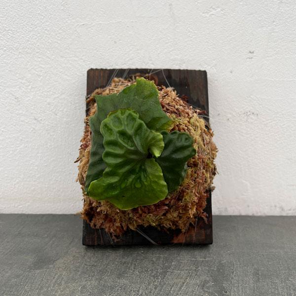 ★現品販売★コウモリランの中でもレアな品種。貯水葉に入る細かい血管ような模様が特徴のマダガスカリエンセです。特に栽培難易度が高い品種といわれていますが、特に湿気を好むためで、水を切らさないようにすれば元気に育ちます。常に湿らせた状態で管理し...