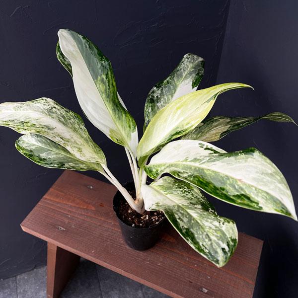 現品販売 ★現品販売★しなやかな葉に美しい白斑の入った、上品な雰囲気の逸品です。アグラオネマは幸せを招くタイの宝石と呼ばれ、幸福を運んでくれる植物としてアジア各国の家庭で大切に育てれている植物です。耐陰性に優れ、オフィスグリーンやデスクトッ...