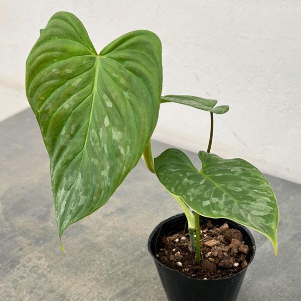 流通量の少ないフィロデンドロン・マジェスティックです。つややかなハート型の葉に、シルバーや褐色がかった迷彩模様と深い葉脈の模様が入り、独特の雰囲気があります。※詳しい商品説明は下のほうに記載があります