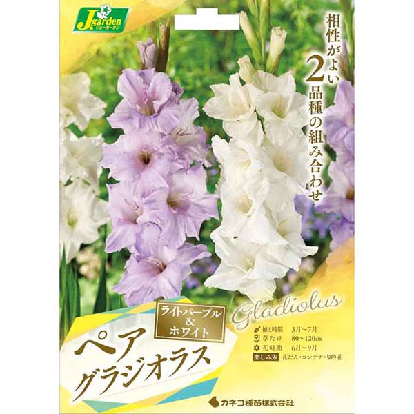 夏の花壇を華やかに彩ってくれるグラジオラス。相性の良い2色がペアになっています。華やかな色の競演をお楽しみください。切花にもおすすめです。※詳しい商品説明は下のほうに記載があります