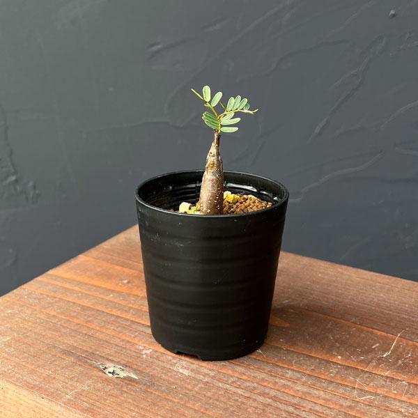 実生から育てられた、ぷっくりとしたセンナメディオナリスです。盆栽植物としても人気の高いセンナ。マダガスカル原産のマメ科の灌木で、枝に小さな塊根部ができるためごつごつした樹形となります。特徴的な可愛らしい小さな羽状の葉は暗くなると閉じて就眠運...