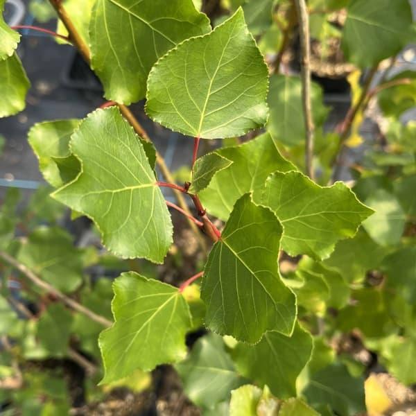 セイヨウハコヤナギ・イタリアヤマナラシ・北海道大学ポプラ並木のポプラ ★入荷から日数が経ったためセール価格となりました。商品の状態は画像と異なる場合があります。★ポプラ：ニグラは一般に「ポプラ」と呼ばれている樹種で、北海道大学構内のポプラ並...