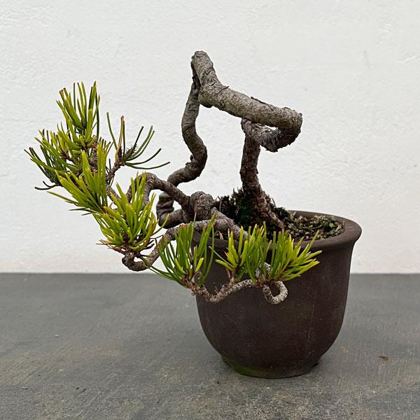 代表的品種の盆栽 現品販売 ★現品販売★赤松のミニ盆栽です。赤松は黒松とともに、日本の代表的な常緑樹です。根元にマツタケが生える木としても知られています。強健で痩せ地や湿地、乾燥地にも耐えます。丈夫で育てやすい植物です。※詳しい商品説明は下...