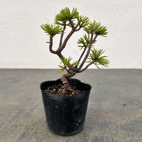 約10年もの 盆栽の代表的品種 現品販売 ★入荷から日数が経ったためセール価格となりました。商品の状態は画像と異なる場合があります。★★現品販売★樹姿の美しい五葉松の実生苗です。2号サイズですが、なんと約10年もの間じっくり育てられた株です...