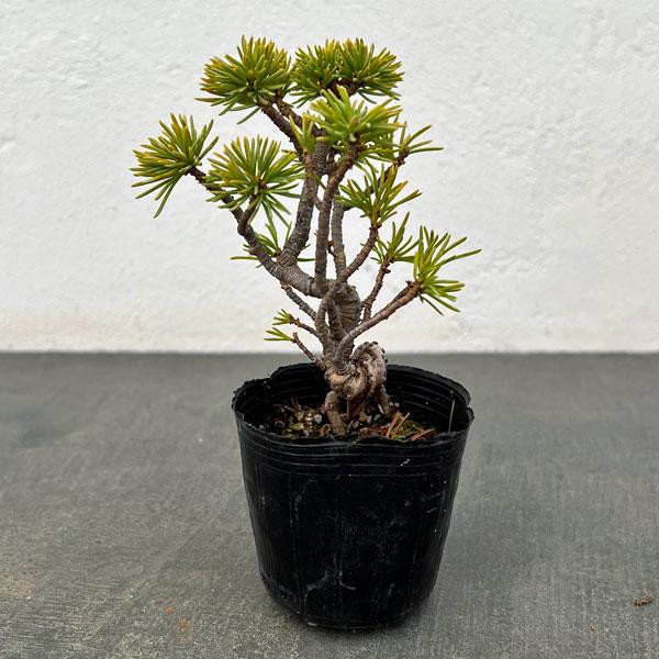 約10年もの 盆栽の代表的品種 現品販売 ★入荷から日数が経ったためセール価格となりました。商品の状態は画像と異なる場合があります。★★現品販売★樹姿の美しい五葉松の実生苗です。2号サイズですが、なんと約10年もの間じっくり育てられた株です...