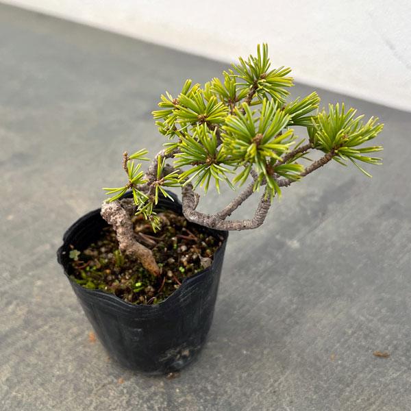 約10年もの 盆栽の代表的品種 現品販売 ★入荷から日数が経ったためセール価格となりました。商品の状態は画像と異なる場合があります。★★現品販売★樹姿の美しい五葉松の実生苗です。2号サイズですが、なんと約10年もの間じっくり育てられた株です...