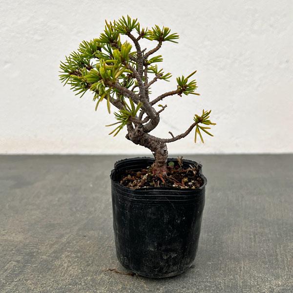 約10年もの 盆栽の代表的品種 現品販売 ★入荷から日数が経ったためセール価格となりました。商品の状態は画像と異なる場合があります。★★現品販売★樹姿の美しい五葉松の実生苗です。2号サイズですが、なんと約10年もの間じっくり育てられた株です...