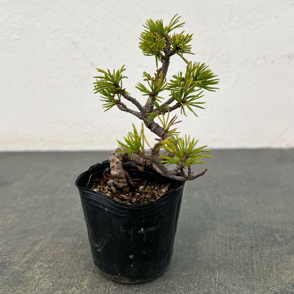 約10年もの 盆栽の代表的品種 現品販売 ★入荷から日数が経ったためセール価格となりました。商品の状態は画像と異なる場合があります。★★現品販売★樹姿の美しい五葉松の実生苗です。2号サイズですが、なんと約10年もの間じっくり育てられた株です...