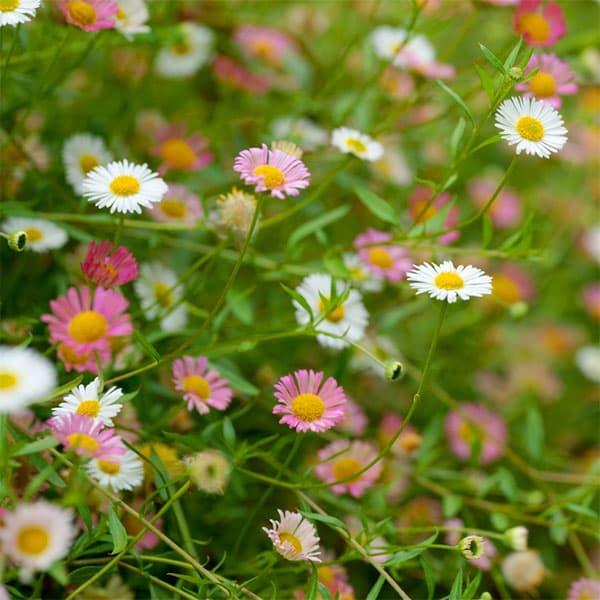 宿根草のなかでも、これほど長い間咲き続けてくれる品種はありません。咲き始めは白く、徐々に赤色へと色づき変わっていきます。春から旺盛に伸び出し、這い広がります。乾燥に強く、小輪多花性。ハンギングやコンテナに。グランドカバーにも利用できます。※...