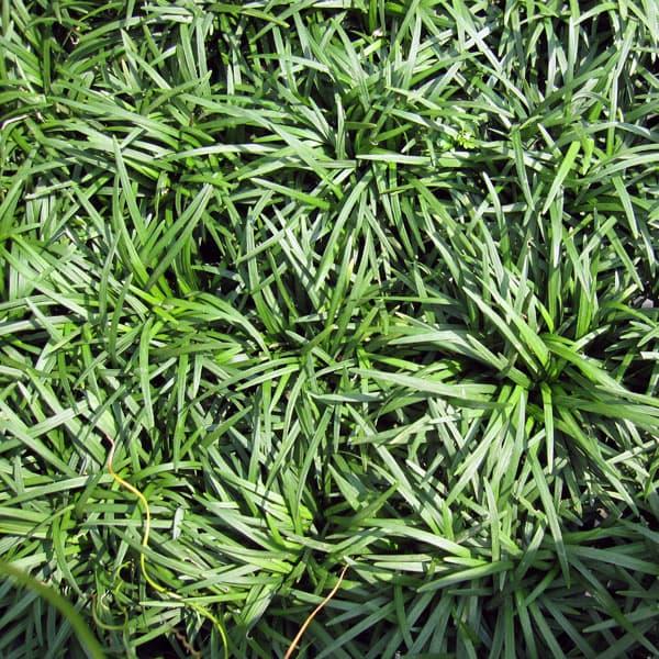 花壇のフチ取りやグランドカバーにポピュラーな、わい性タイプのリュウノヒゲです。土留めやロックガーデンの材料にも有効で、深い緑がどんな場所にもフィットします。日向、半日陰とも植えられます。耐寒性、耐暑性、耐雨性が強く、管理はきわめて容易です。...