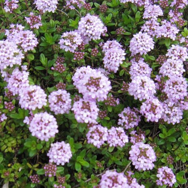 タイムの仲間・5〜7月にピンクの花をいっぱい咲かせる草丈の低い多年草 ★入荷から日数が経ったためセール価格となりました。商品の状態は画像と異なる場合があります。★イブキジャコウソウは日本に自生する、常緑性のほふく性のタイムの仲間。麝香（ジャ...