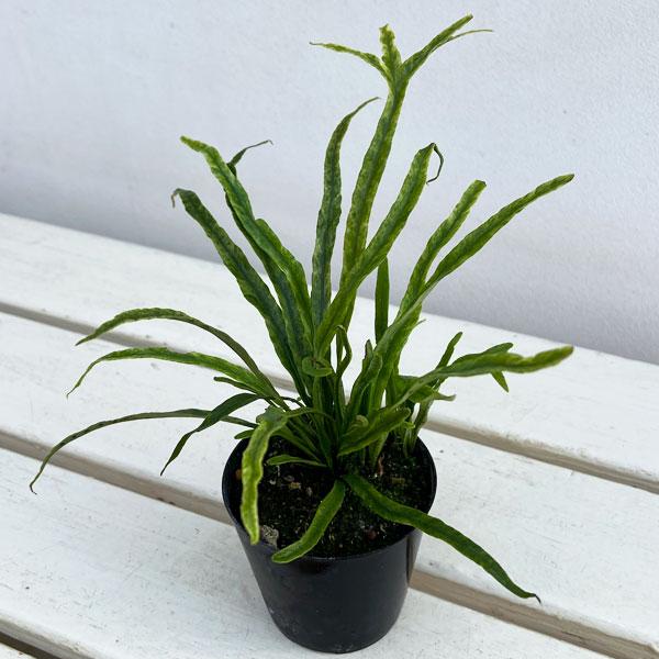 古くから栽培される日本の伝統園芸植物です。ノキシノブは、庭木や庭石の上、茅葺き屋根の上などに生えるシダ植物。長さ10〜30cmの常緑の葉を何枚も生やします。日本、中国、朝鮮半島、台湾に分布します。※詳しい商品説明は下のほうに記載があります