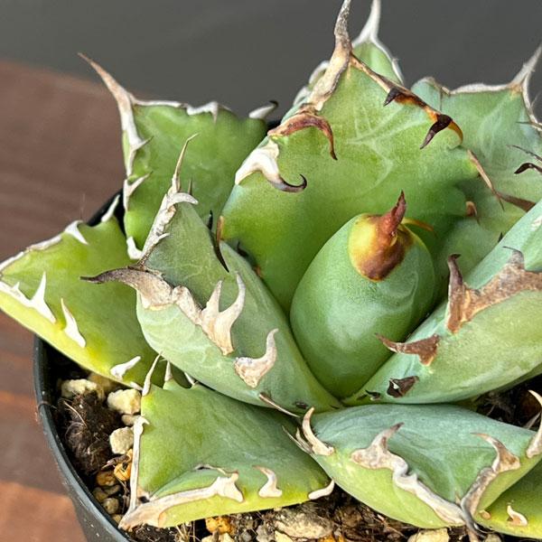 バイヤーセレクト 姫巌竜はチタノタの矮性選抜種で、コンパクトでまとまりがあります。髭さんの姫巌竜は特別肉厚ムチムチの葉が特徴で、非常に健康的な見た目をしています。そして鋸歯も大きく、ハイクオリティーのチタノタです。アガベの中では耐寒性は弱い...