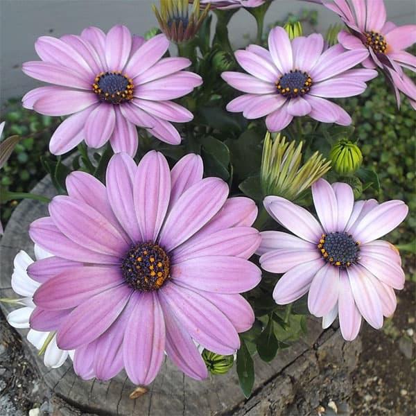 明るい花がたくさん咲き続ける、春にぴったりの鉢花 ★入荷から日数が経ったためセール価格となりました。商品の状態は画像と異なる場合があります。★セレニティは、コンパクトにまとまり、マウンド状に美しく広がる花色豊富なオステオスペルマムのシリーズ...