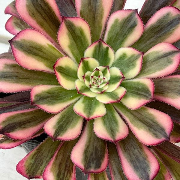 美しい斑が特徴的なアエオニウムハクゲッコウです。暑さにも強く、育てやすい品種です。鉢植えで単品で育てるほか、多肉植物同士の寄せ植えもおすすめです。秋から春にかけて成長し、寒さには強いですが、霜には当てないよう注意してください。※詳しい商品説...