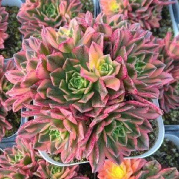 テンチャニシキは人気のアエオニウムの斑入りタイプです。独特の葉色がさらに魅力的！よく日のあたる場所におくと発色がよいです。鉢植え、寄せ植えでお楽しみください。※詳しい商品説明は下のほうに記載があります