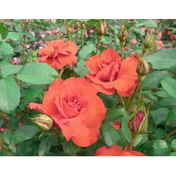 「アムステルダム」は、オランダの育種家 Theodor F. Verschuren によって世に出されたフロリバンダローズです。オレンジ&amp;#12316;オレンジレッドの鮮やかな房咲きの花色が、庭や花壇に元気な彩りを添えます。花は中&...