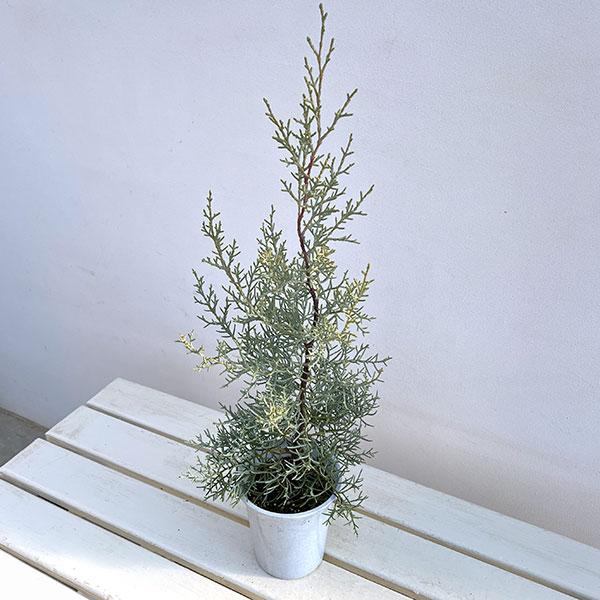 ガーデニング・造園に 常緑樹 ★入荷から日数が経ったためセール価格となりました。商品の状態は画像と異なる場合があります。★ガーデニングに人気の丈夫で管理しやすいコニファーです。細く上に伸びるフォルムなので狭いスペースにも植えやすい品種です。...